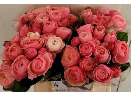 Rose Spray Silva Pink 40 PINK - VirágMarket