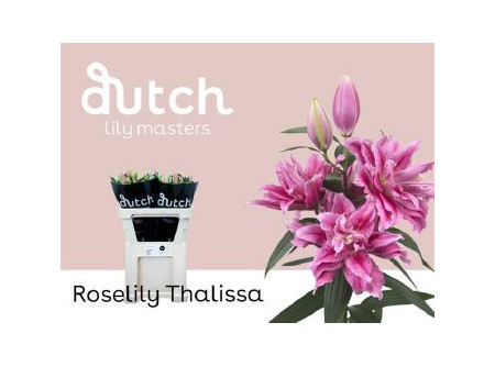 Lily Orientals Thalissa Double Flowers ROZE - VirágMarket