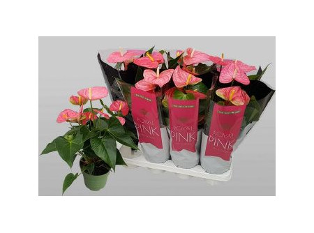 C. Anthu Colorado 14 50cm (Pink zacsi) - VirágMarket