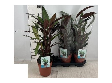 C. Calat Ruf 19 - VirágMarket