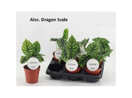 C. Aloc Dragon scale 12 - VirágMarket